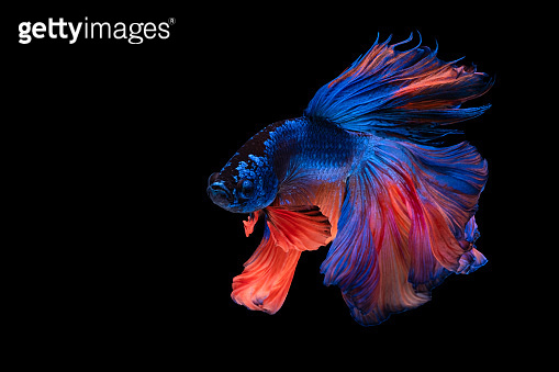 Colorful fancy beautiful Siamese fighting fish long tail and fin ...