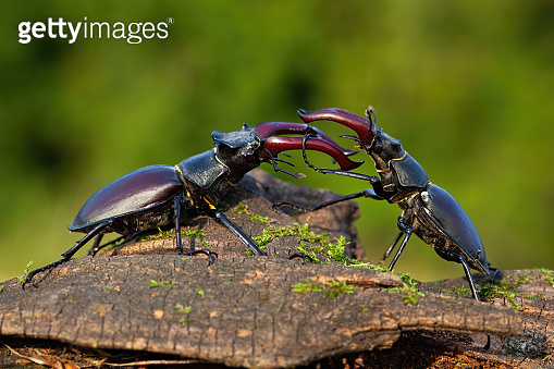 Majestic stag beetles standing against each other ready to fight ...
