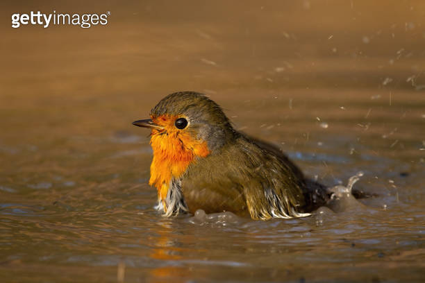 Adorable european robin splashing with wings and water droplets falling ...