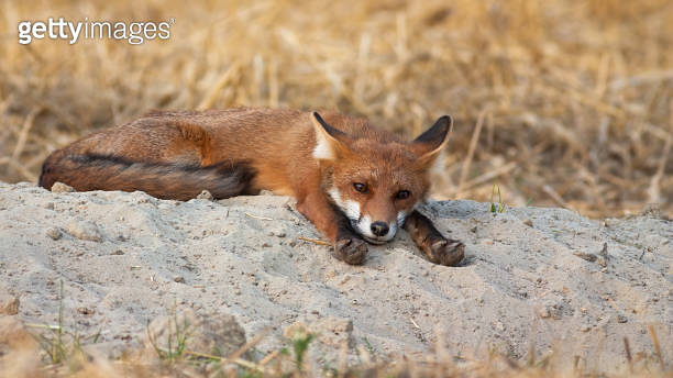 Sleepy red fox lying with paws stretched forwards on summer morning in ...