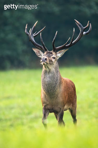 Majestic red deer stag with large dark antlers walking forward on ...