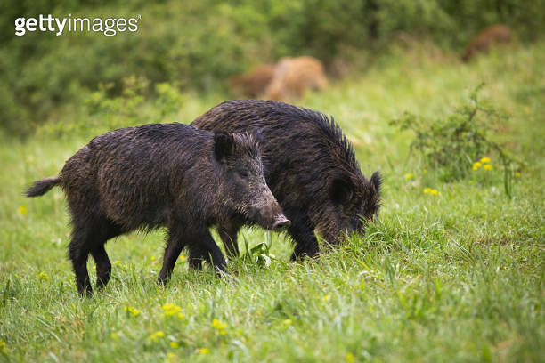 Wet wild boars feeding on green meadow in summer nature 이미지 (1249823850 ...
