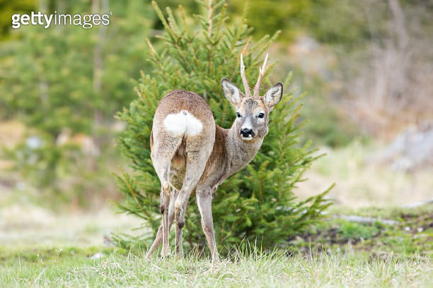 Adult roe deer buck looking back on meadow in mountains with green ...