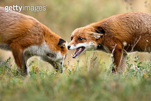 Two red fox fighting on meadow in autumn nature. 이미지 (1277356884) - 게티이미지뱅크