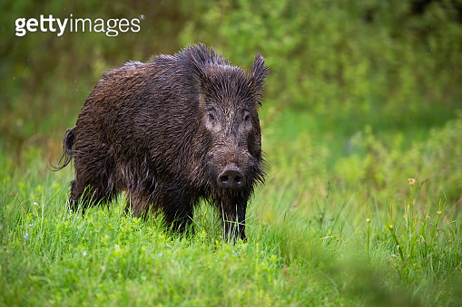 Front view of adult wild boar,sus scrofa, walking through the green ...