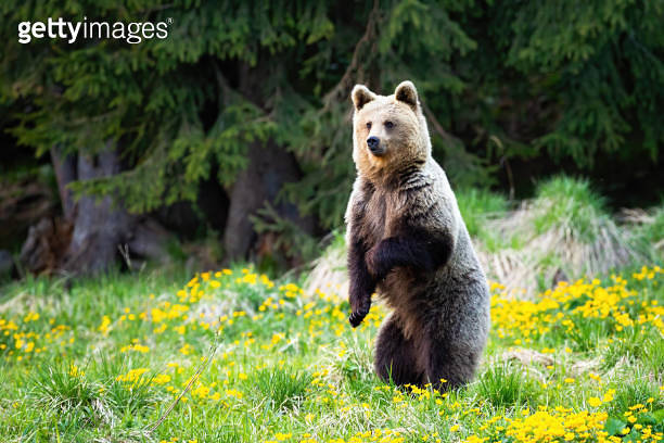 Surprised brown bear standing on rear leg in vertical position in ...