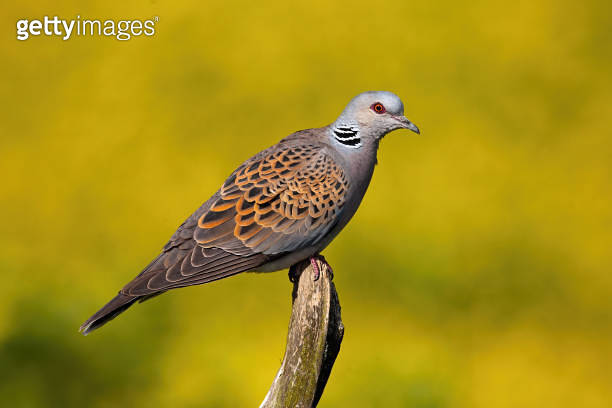 European turtle dove sitting on bough in summer nature. 이미지 (1264507088 ...