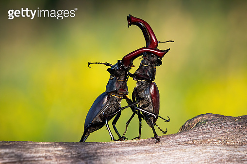 Stag beetles standing in an upright position during a territorial ...