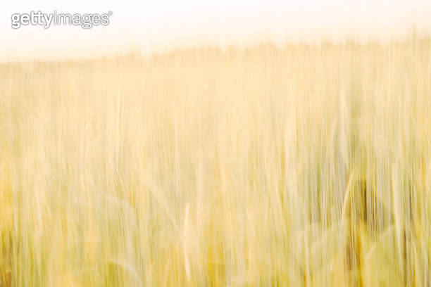 Abstract grain field background, close-up, motion blurred 이미지 ...