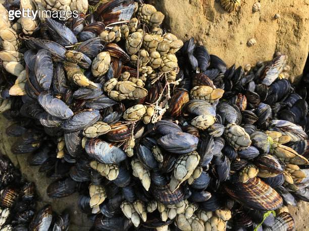 Blue and tan muscle shells clustered on a sea rock (1272724793) - 게티이미지뱅크