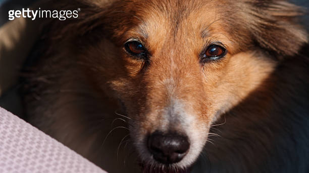 Extreme close up of Shetland sheepdog's eyes in sunny day, looks ...