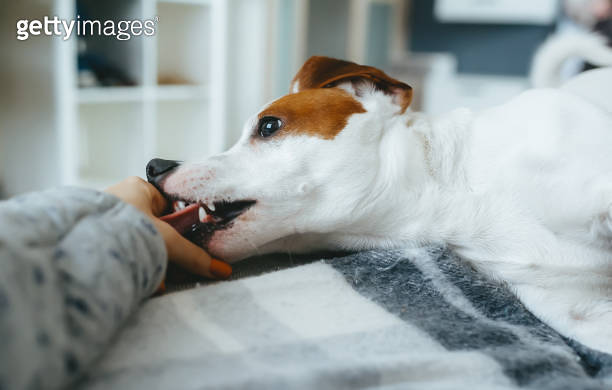 Friendly jack russell terrier showing affection to the owner. 이미지 ...