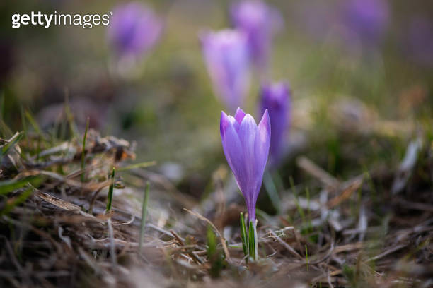early spring march april purple close up detail of crocus flower plant ...