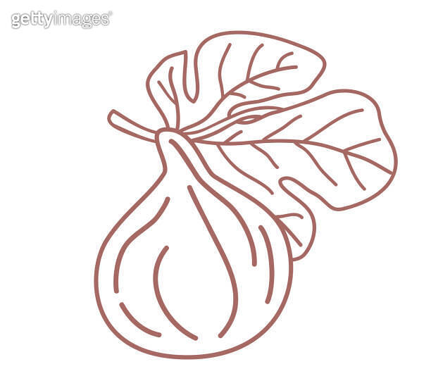 Isolated fig outline design vector illustration sketc . Single fig ...