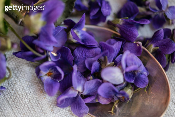 Violet violets flowers bloom from a spring forest. Viola odorata styled ...