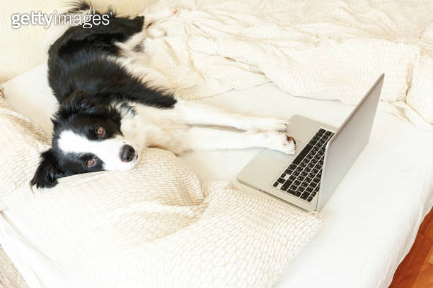 Mobile Office at home. Funny portrait cute puppy dog border collie on ...