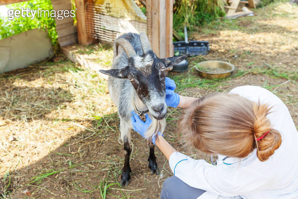 Young veterinarian woman with stethoscope holding and examining goat on ...