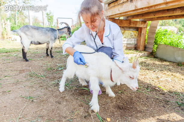 Young veterinarian woman with stethoscope holding and examining goat ...