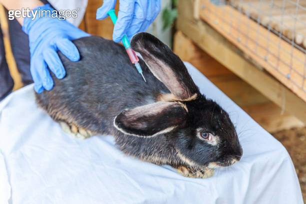 Veterinarian woman with syringe holding and injecting rabbit on ranch ...