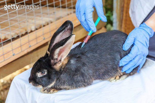 Veterinarian woman with syringe holding and injecting rabbit on ranch ...