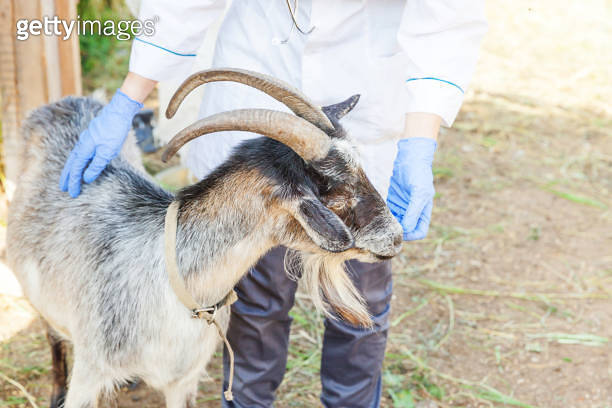 Young veterinarian woman with stethoscope holding and examining goat on ...