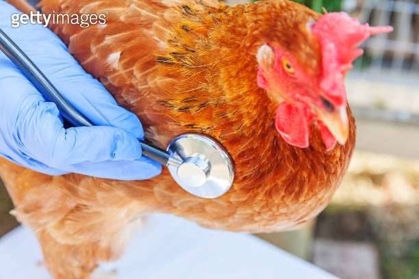 Veterinarian with stethoscope holding and examining chicken on ranch ...