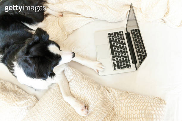 Mobile Office at home. Funny portrait cute puppy dog border collie on ...