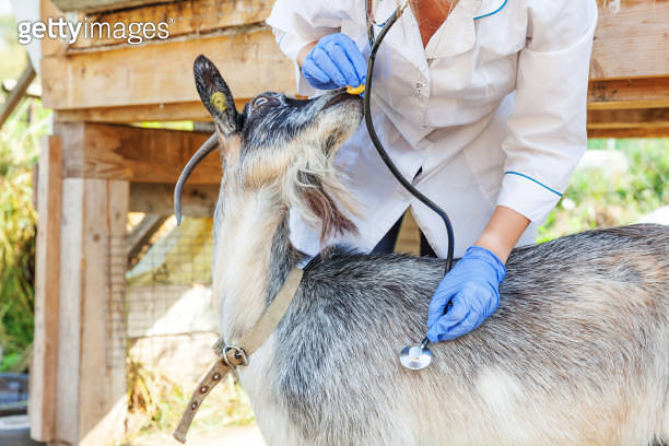 Young veterinarian woman with stethoscope holding and examining goat on ...