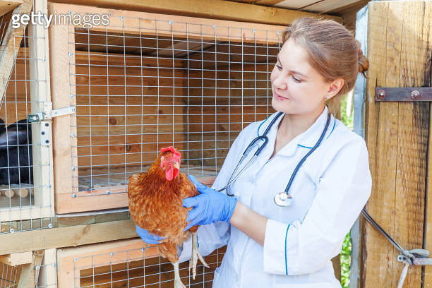 Happy young veterinarian woman with stethoscope holding and examining ...