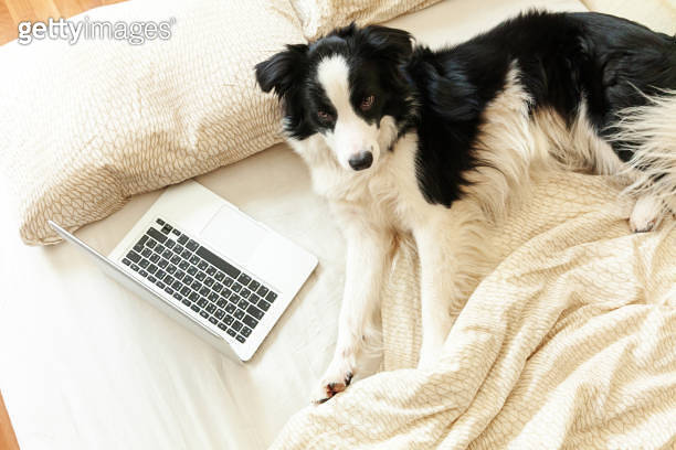 Mobile Office at home. Funny portrait cute puppy dog border collie on ...