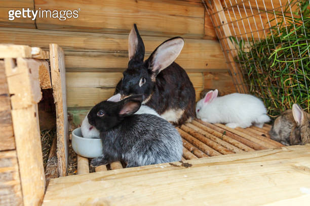 Many different small feeding rabbits on animal farm in rabbit-hutch ...