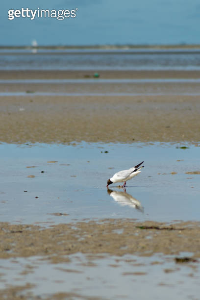 isolated seagull on beach during low tide eating some worms . bi 이미지 ...