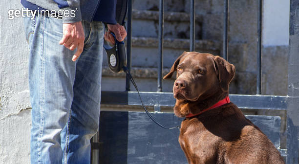 Taking a chocolate Labrador retriever for a walk after the national ...