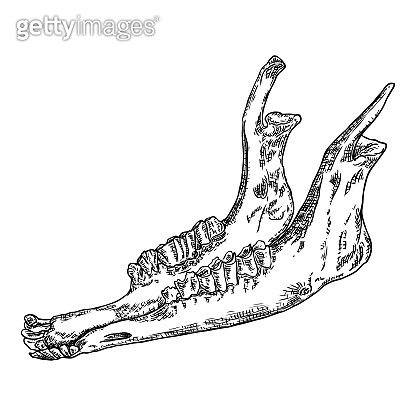 Sheep or goat jaw. Aged teeth bones. Farm, domestic animal freehand ...