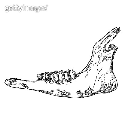 Sheep or goat jaw. Aged teeth bones. Farm, domestic animal freehand ...