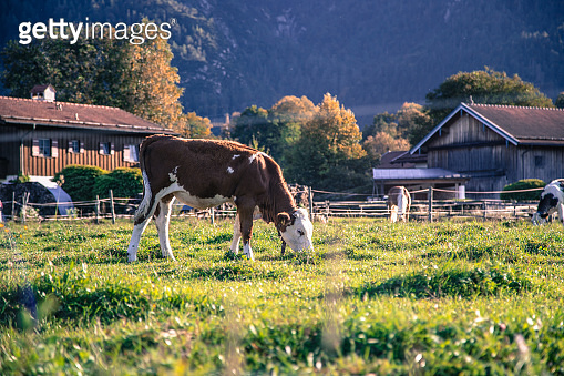 Organic farming in Germany: Cow is grazing on the meadow, warm autumn ...