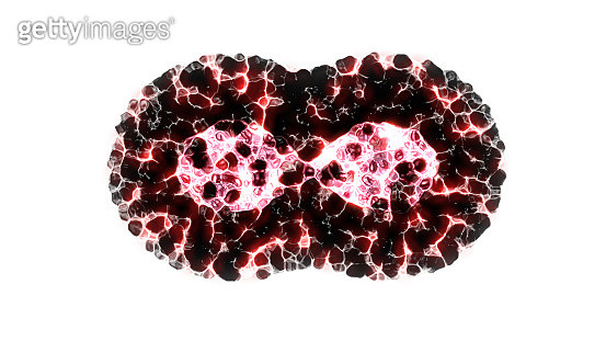 Binary fission cells division motion graphic on white background 이미지 ...
