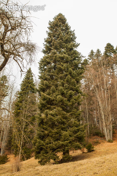 big pine tree in nature 이미지 (1203498116) - 게티이미지뱅크