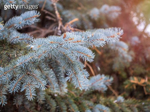 Branches of blue spruce with needles in the sunset light. The blue ...