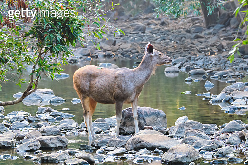 Female blue bull or nilgai - Asian antelope standing in Ranthambore ...