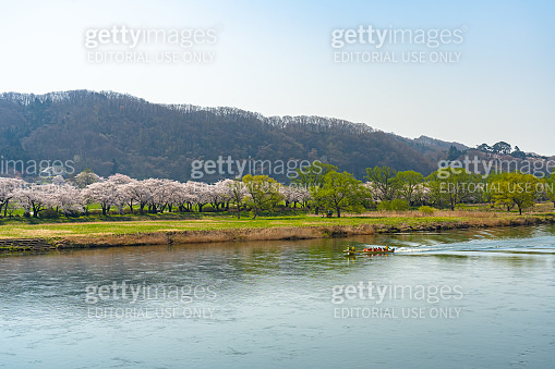 Sightseeing boats on the Kitakami River. 이미지 (1198453481) - 게티이미지뱅크