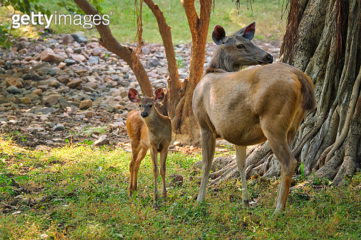 Female blue bull or nilgai - Asian antelope standing in Ranthambore ...