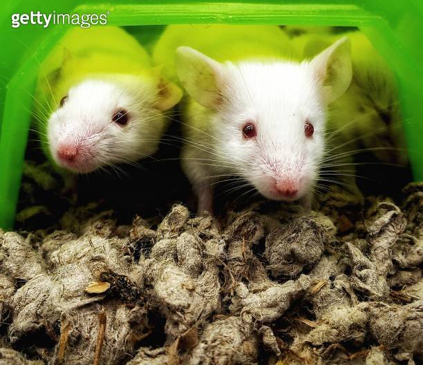 Little White Mice 이미지 (1273713603) - 게티이미지뱅크