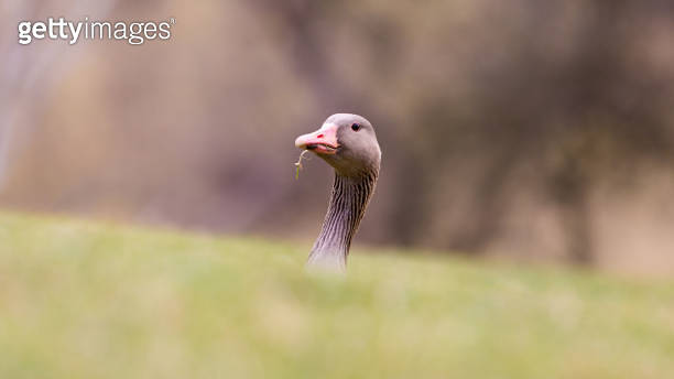 Grey goose with slightly twisted neck looking to the camera. 이미지 ...