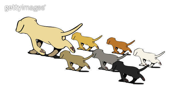 Cute and lovely mother dog being followed by her different colours ...