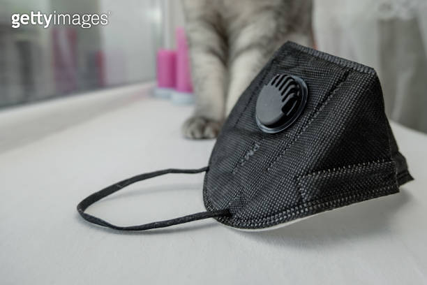 A gruff gray striped young cat sits on a windowsill near a black mask ...