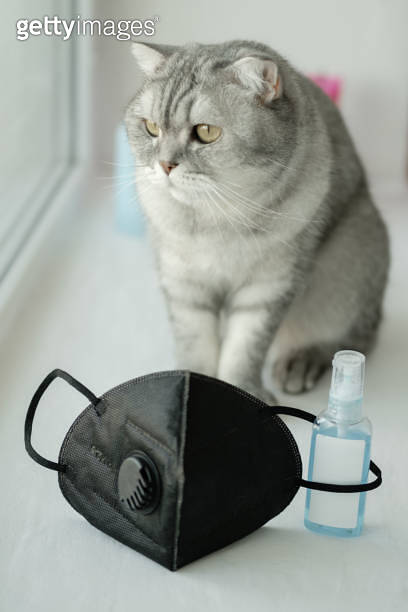 A gruff gray striped young cat sits on a windowsill near a black mask ...