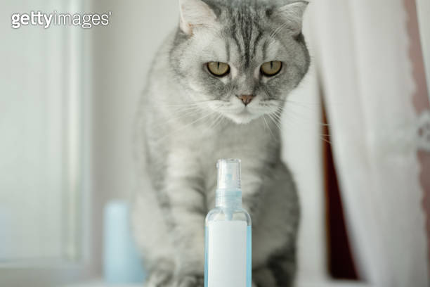 A gruff gray striped young cat sits on a windowsill near a black mask ...