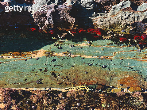 Close-up of colorful rock tidal pool formation with its mysterious sea ...