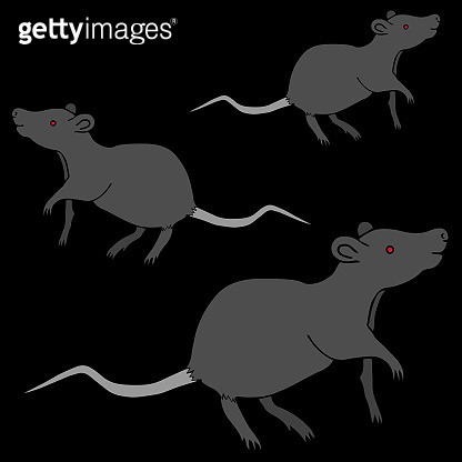 Black rat. Vector illustration. Rodent on an isolated black background ...